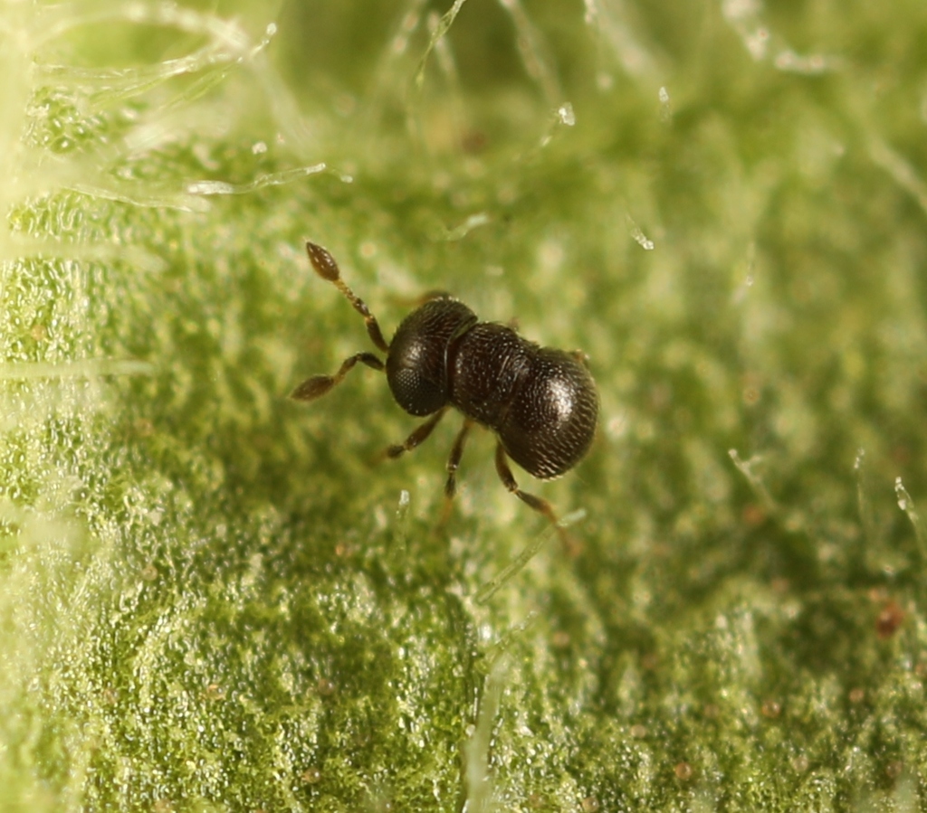 Baeus seminulum from 59670 Oxelaëre, France on March 23, 2023 at 03:54 ...