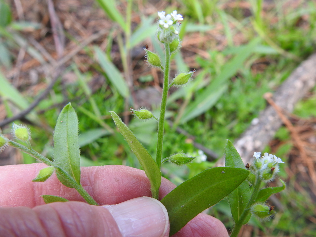 large-seeded forget-me-not from Bastrop County, TX, USA on March 23 ...
