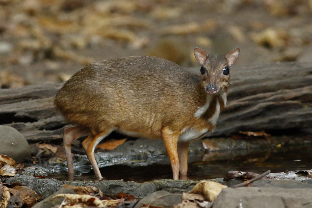 Chevrotains (Tragulidae) - Know Your Mammals