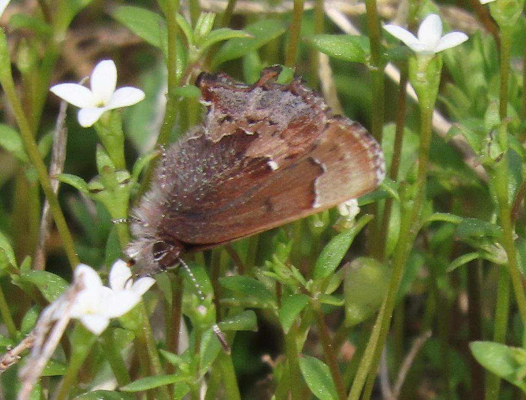 Henry's Elfin from Chesterfield County, VA, USA on March 24, 2023 at 10 ...
