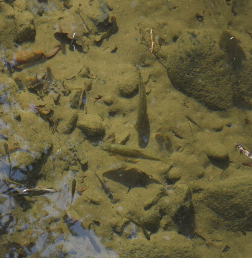 Italian riffle dace from La Mandria, Venaria Reale TO, Italia on March ...