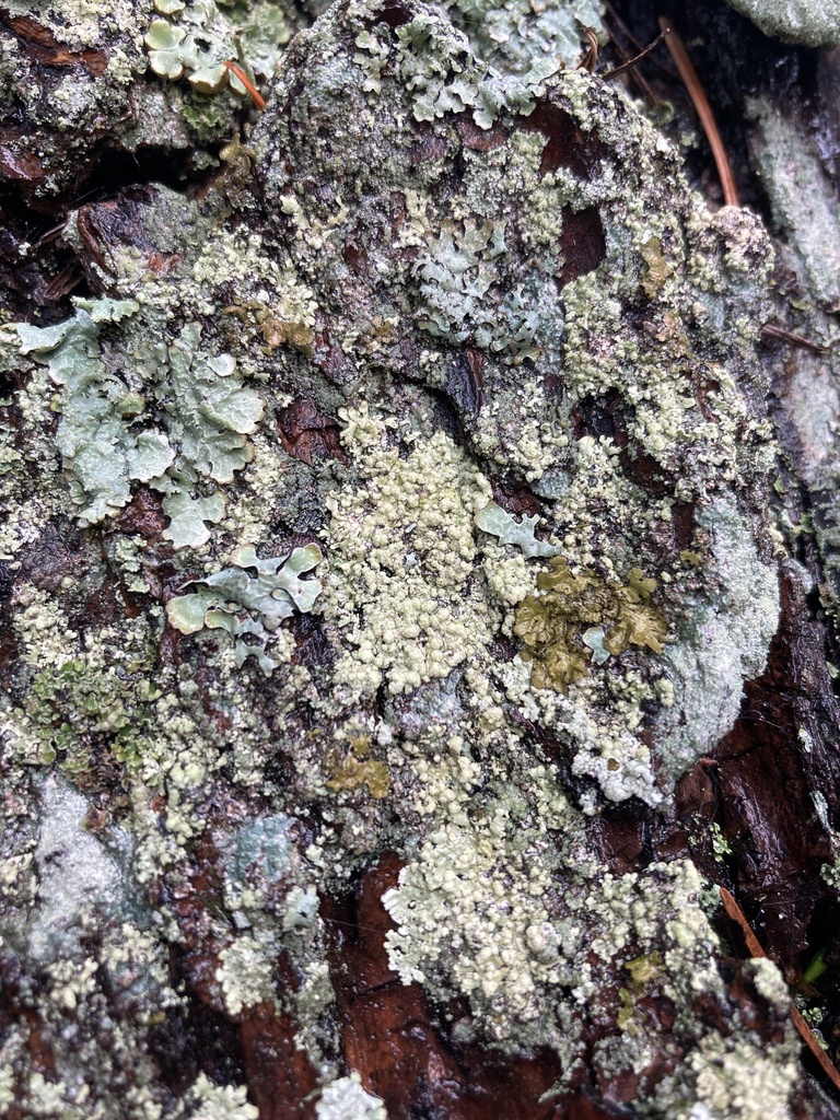 Green Starburst Lichen from South, Bellingham, WA, US on March 24, 2023 ...