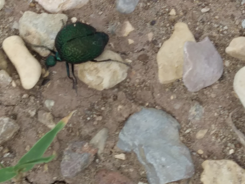 Black Bladder-bodied Meloid from Big Bend National Park, Brewster ...