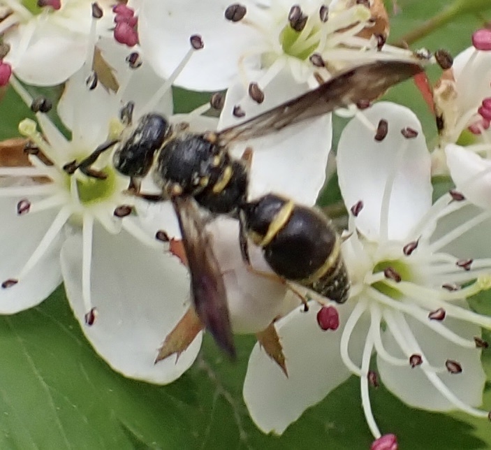 Smiling Mason Wasp from Eupora, MS, US on March 24, 2023 at 01:17 PM by ...