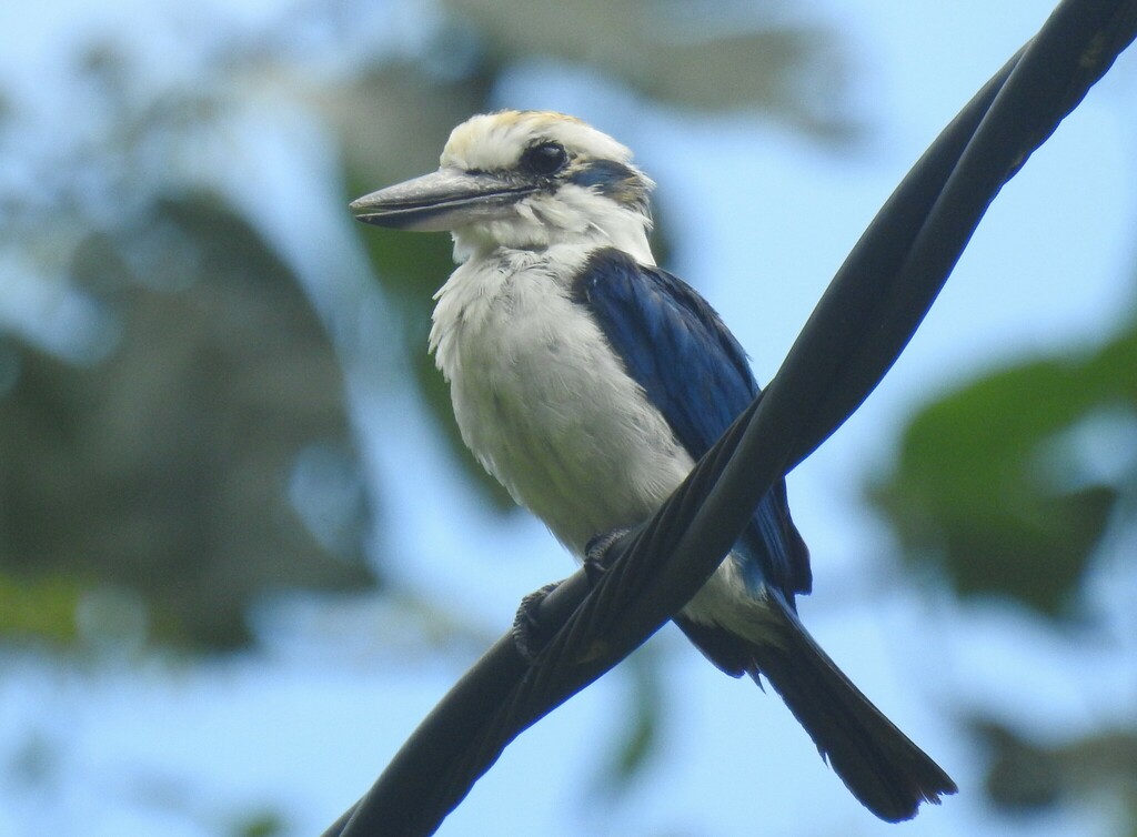 Pacific Kingfisher (Tutuila) from Ma'Oputasi, Eastern District ...