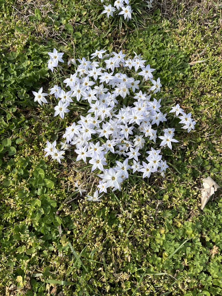 Spring starflower from Palace Green St, Williamsburg, VA, US on March ...