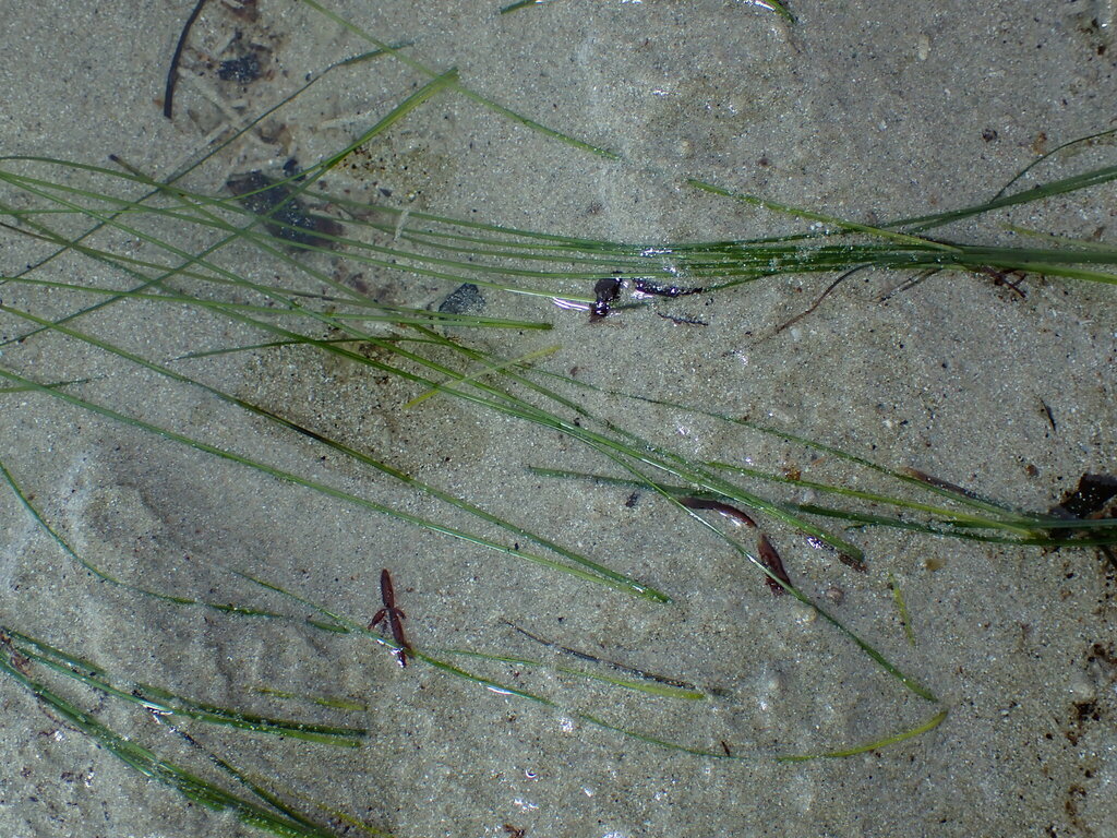dwarf eelgrass from Anne Port on March 24, 2023 at 03:06 PM by Nicolas ...