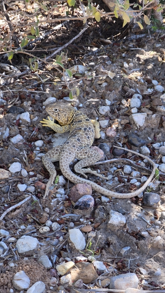 Reticulate Collared Lizard in March 2023 by Joey Santore. In habitat ...