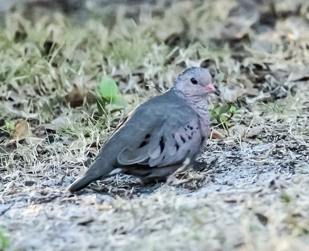 Common Ground Dove from Collier, Florida, United States on March 24 ...