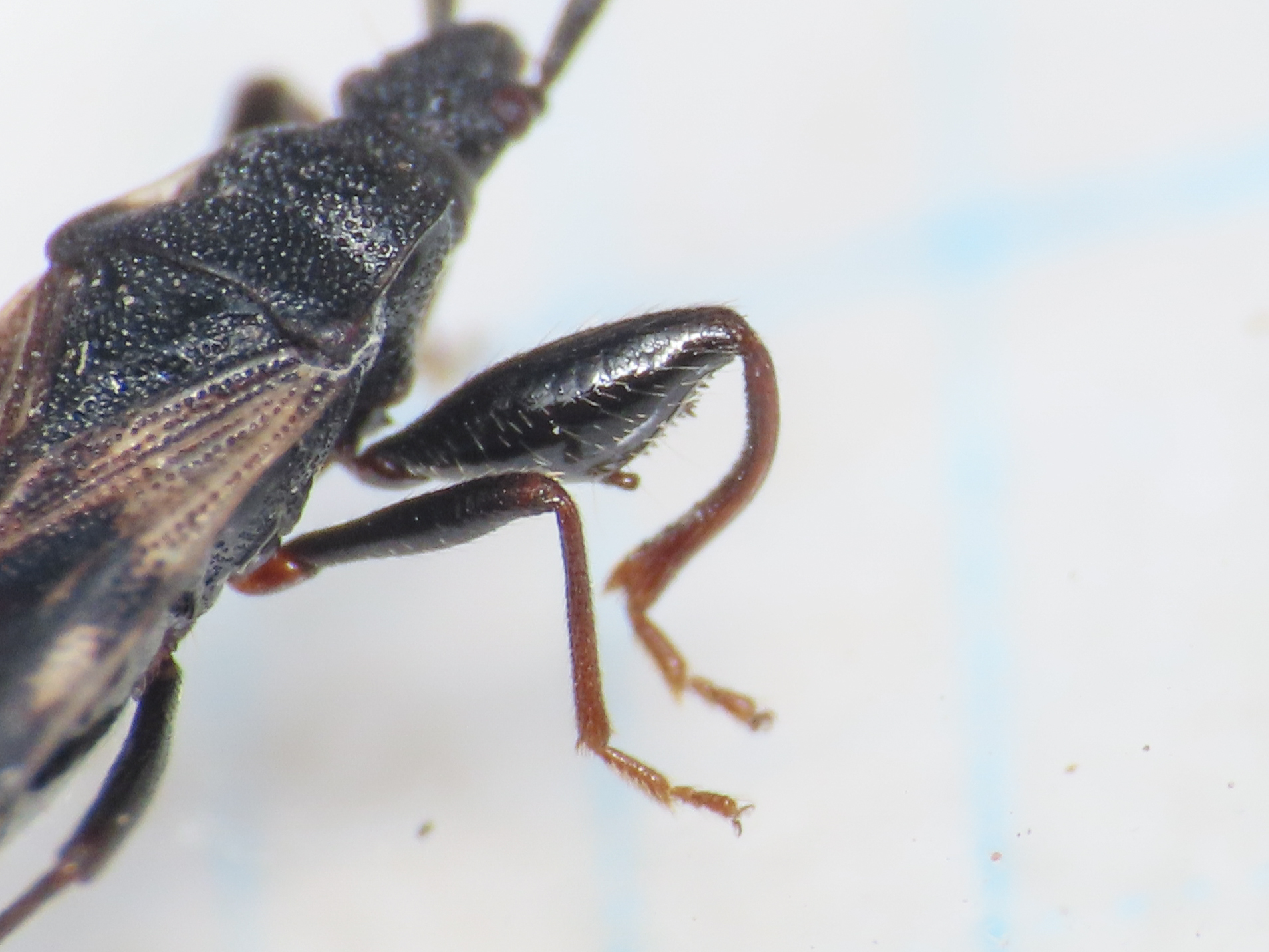 Taphropeltus contractus (Herrich-Schaeffer, 1835)