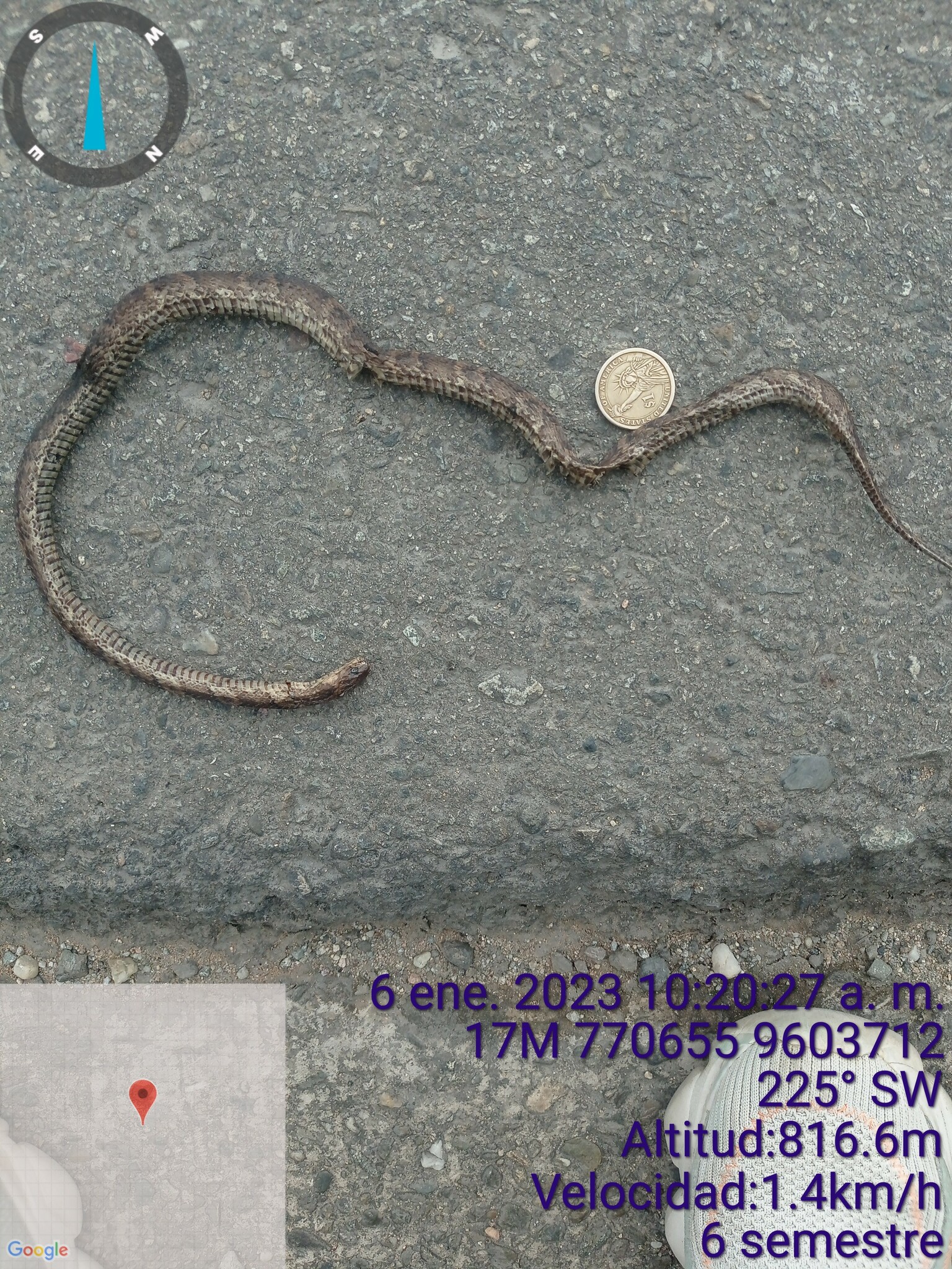 Leptodeira annulata (Linnaeus, 1758)