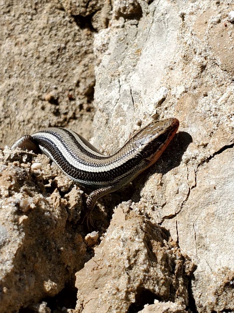 Western Skink from Portola / Creekside Terrace, California 93908, USA ...