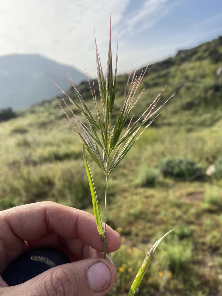 Red Brome from Martin Tudor Jurupa Hills Regional Park, Fontana, CA, US ...