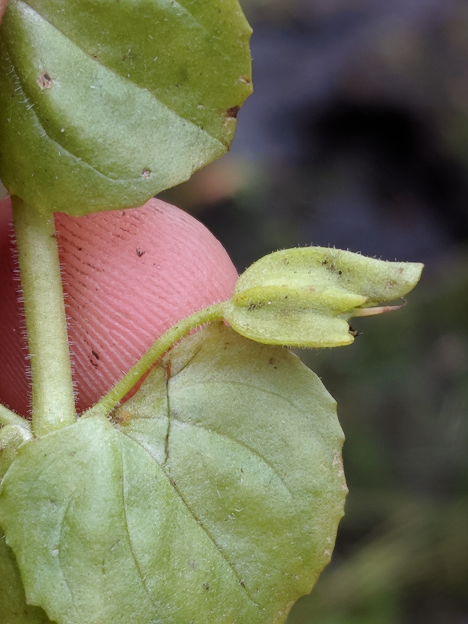 Erythranthe geyeri (Torr.) G.L.Nesom