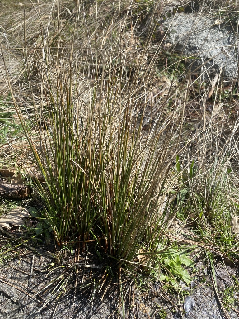 rushes from Indian Flat Rd, Nevada City, CA, US on March 24, 2023 at 12 ...