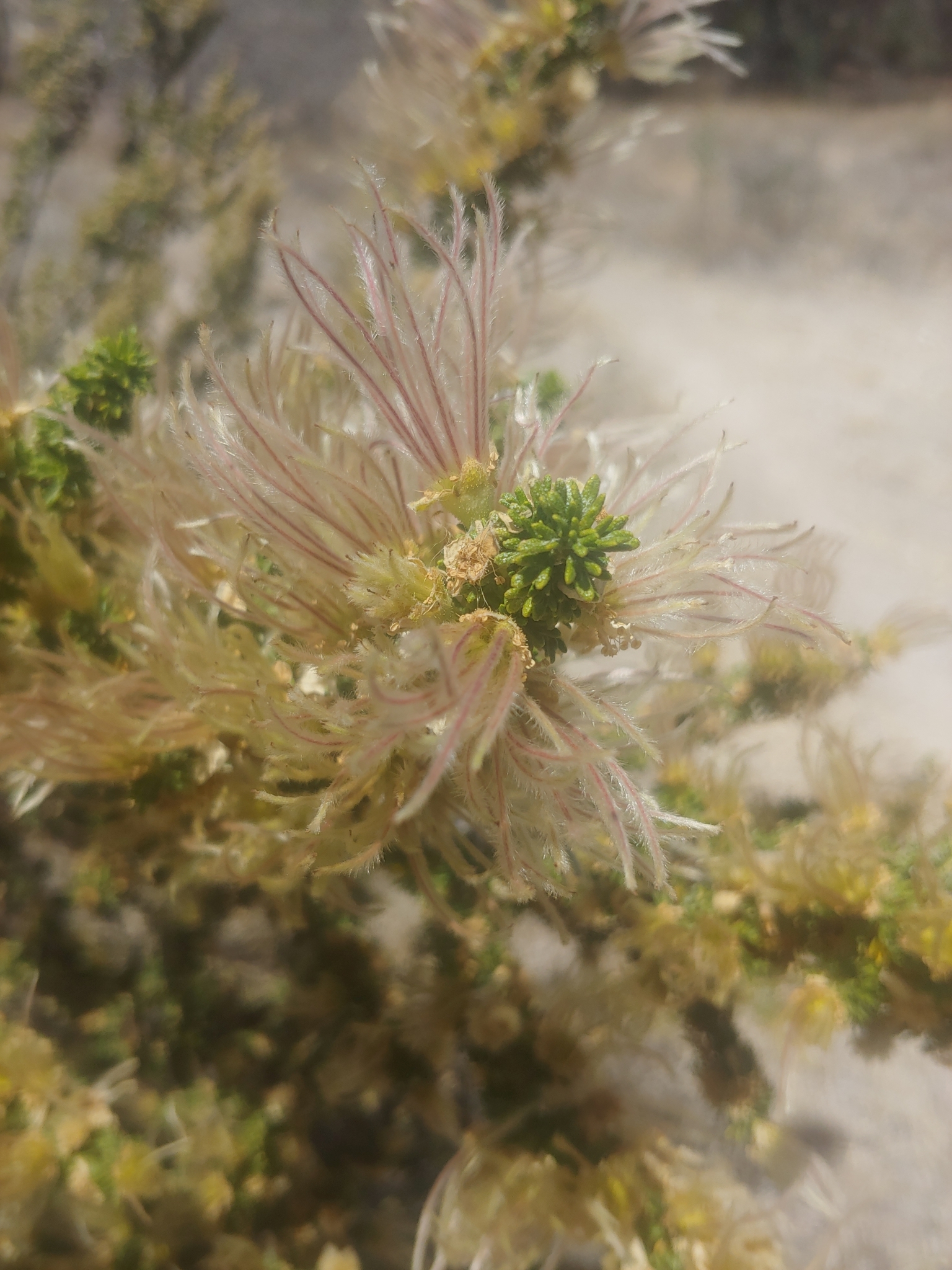 Purshia mexicana (D.Don) S.L.Welsh