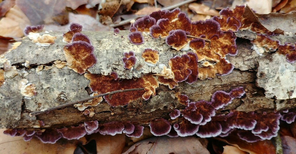 violet-toothed polypore from Druid Hills, GA, USA on March 01, 2022 at ...