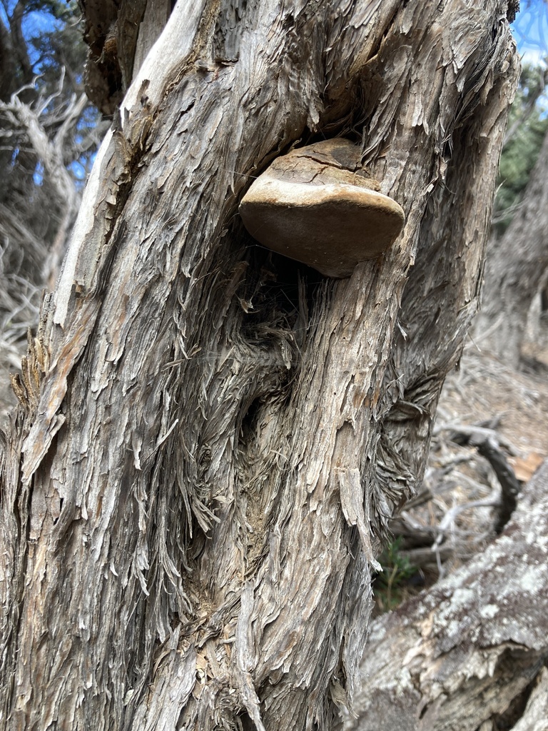 Hymenochaetaceae from Cape Pillar TAS 7182, Australia on March 23, 2023 ...