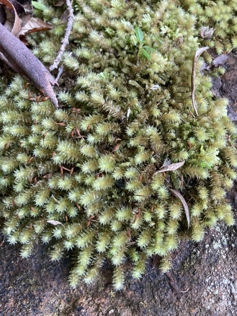 pipe-cleaner moss from Tasman, Tasman, Tasmania, Australia on March 24 ...