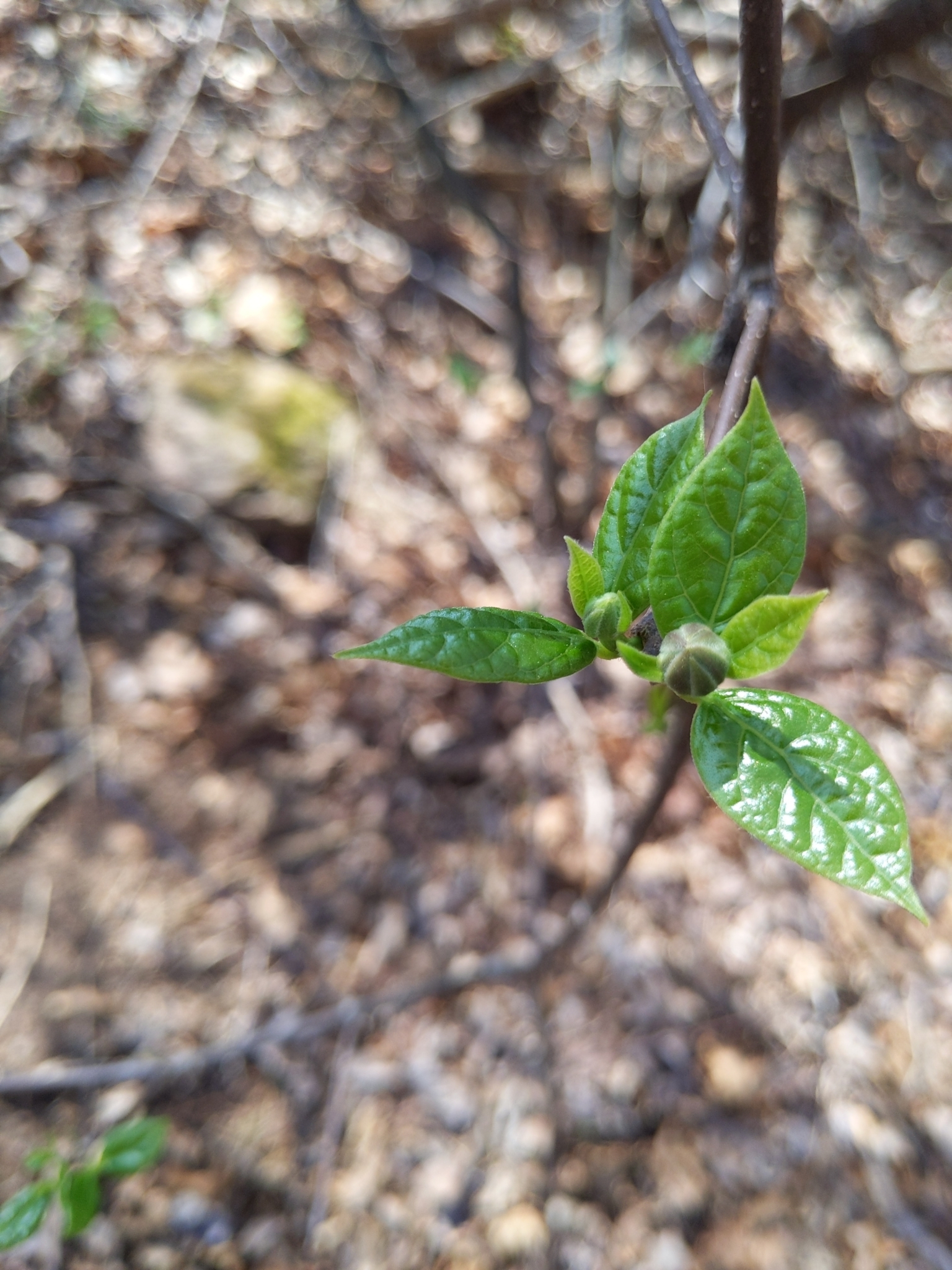 Calycanthaceae