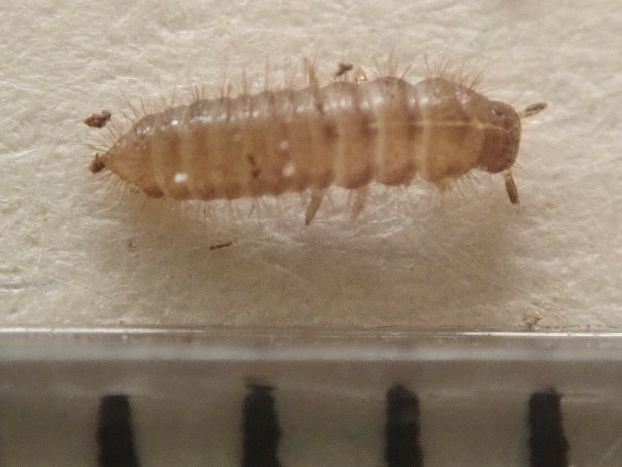 Lagria hirta (Linnaeus, 1758)