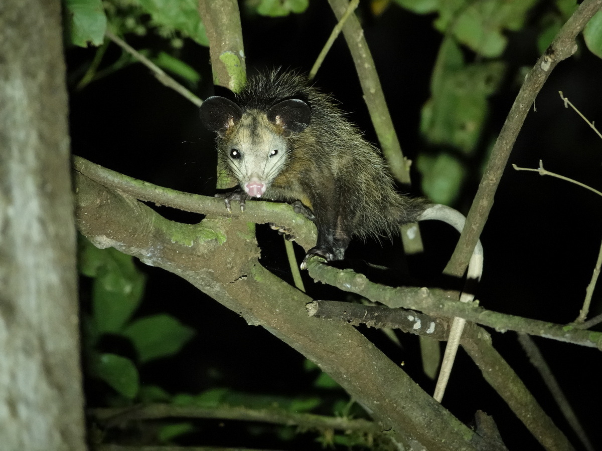 Didelphis marsupialis Linnaeus, 1758