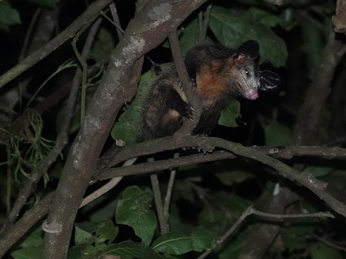 Didelphis marsupialis Linnaeus, 1758
