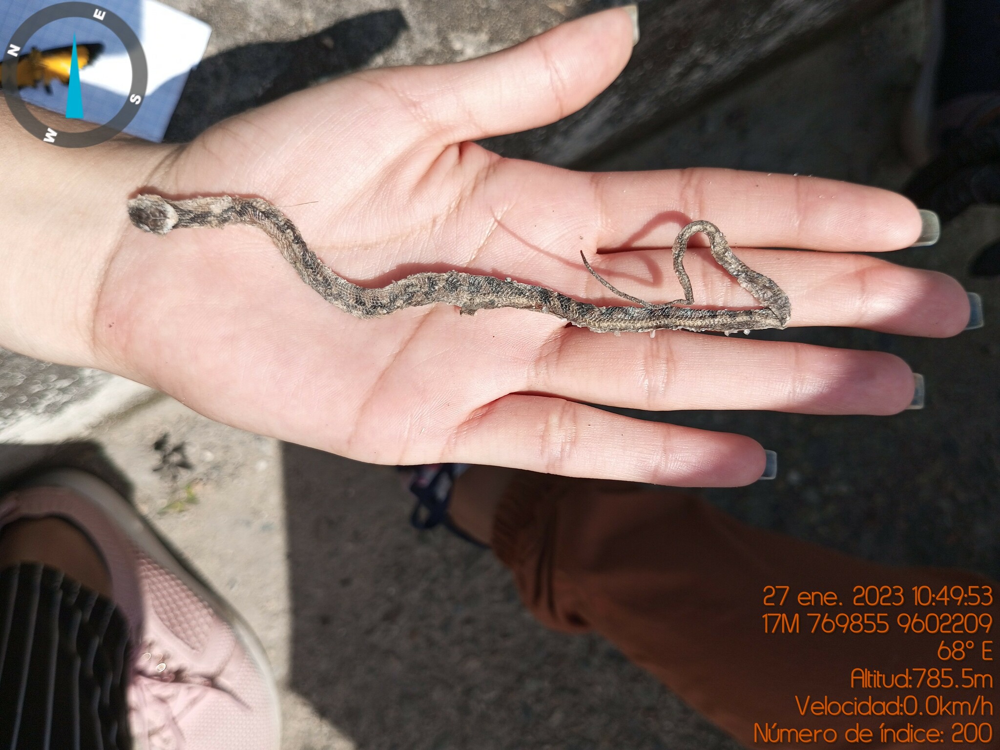 Leptodeira annulata (Linnaeus, 1758)