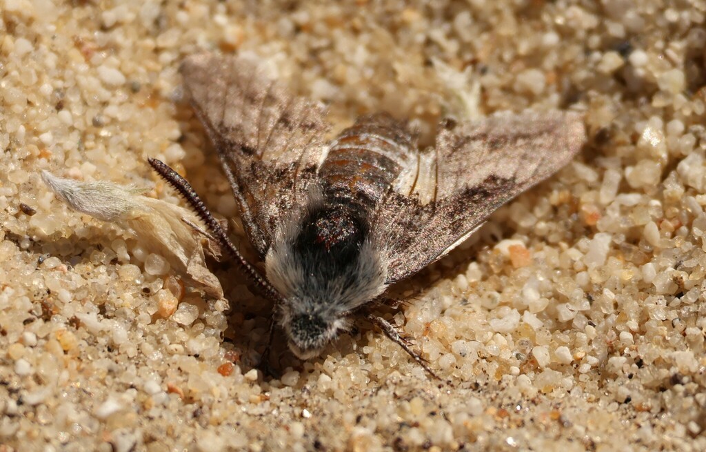 Phaeton Primrose Sphinx from Old Springs OSP, San Diego County, CA, USA ...