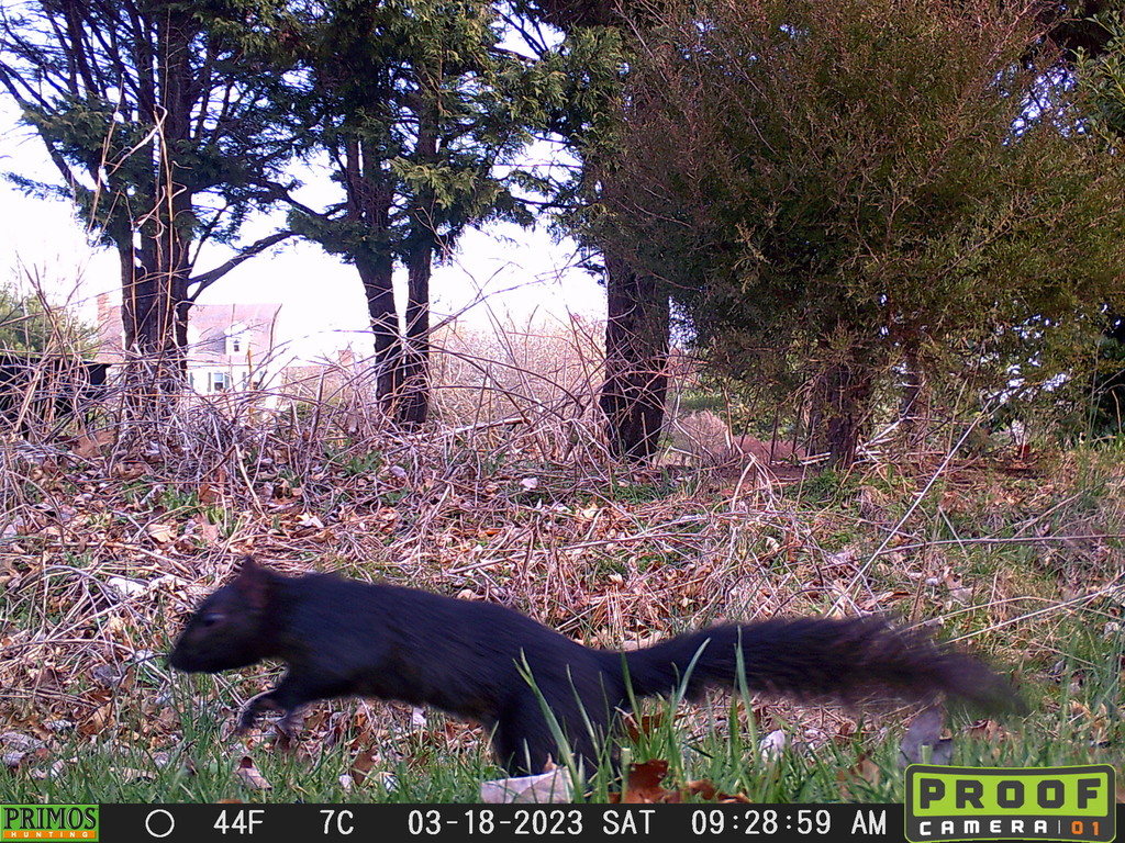 Eastern Gray Squirrel from Tuscarora Creek, Frederick, MD 21702, USA on March 18, 2023 at 09:28 ...