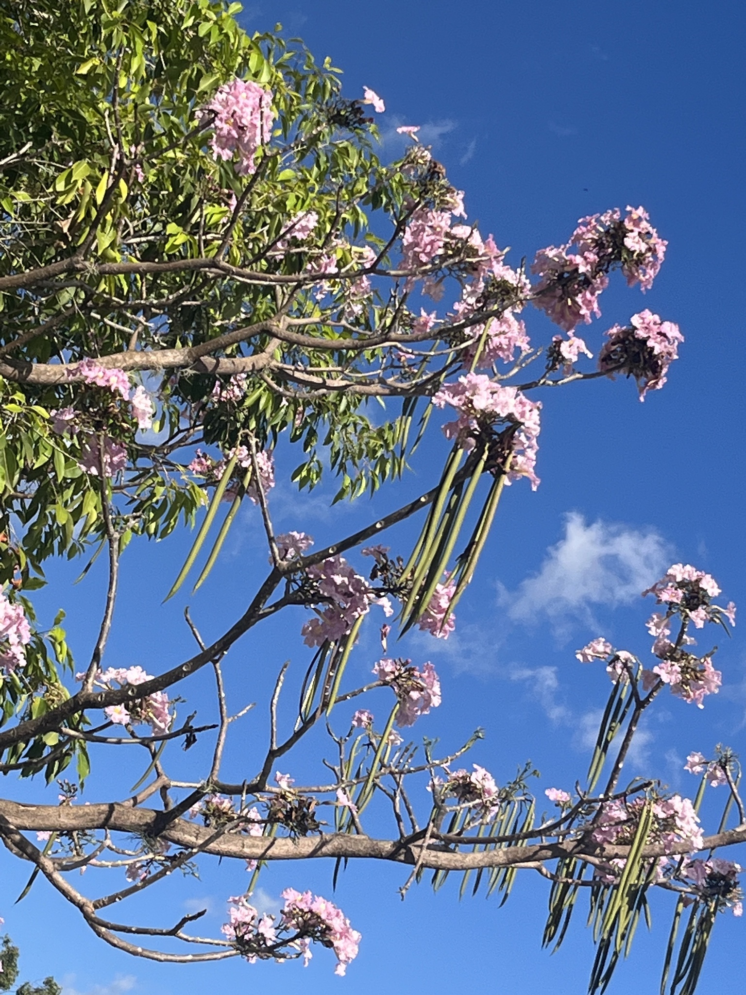 Tabebuia rosea (Bertol.) DC.