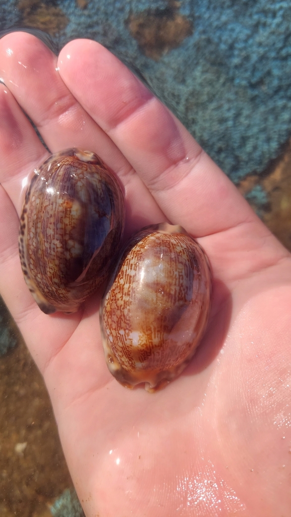 Arabian Cowry from Sunshine Coast QLD, Australia on July 15, 2022 at 02 ...