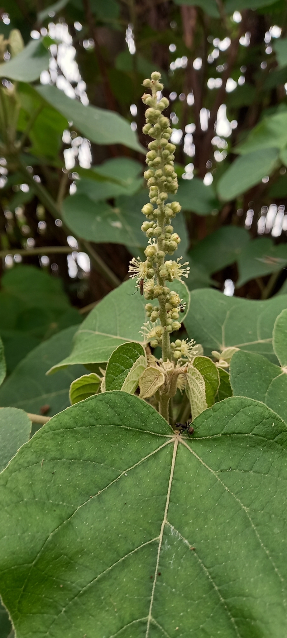 Croton urucurana Baill.
