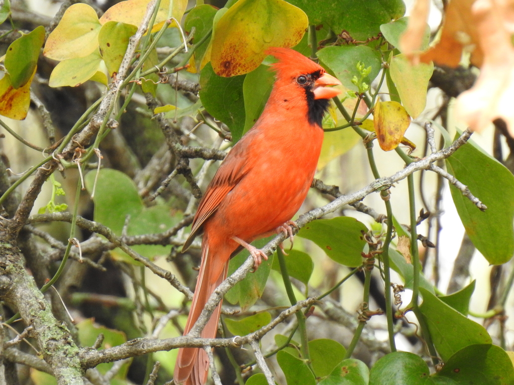 Northern Cardinal from Flower Mound, TX, USA on March 24, 2023 at 12:23 ...