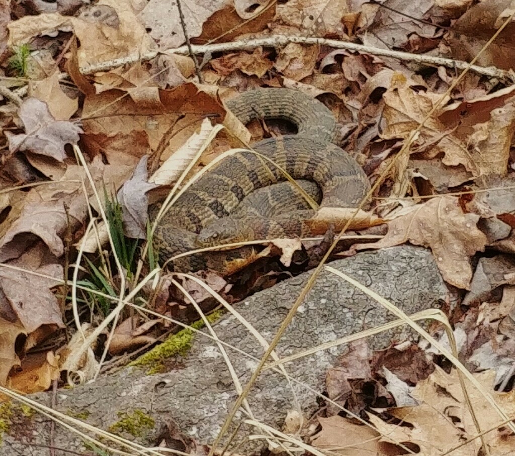 Common Watersnake from DeKalb, Georgia, United States on March 10, 2022 ...