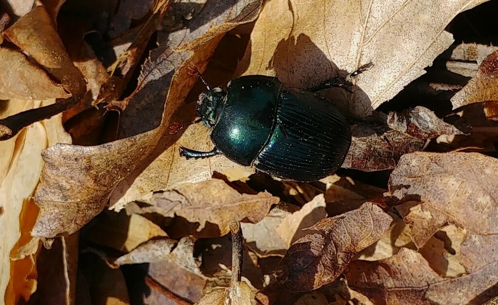 Splendid Earth-boring Beetle from DeKalb, Georgia, United States on ...