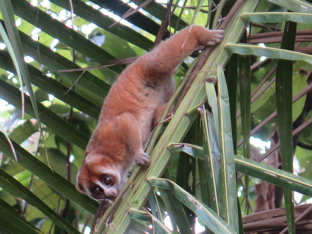 Sunda Slow Loris (Nycticebus coucang) - Know Your Mammals