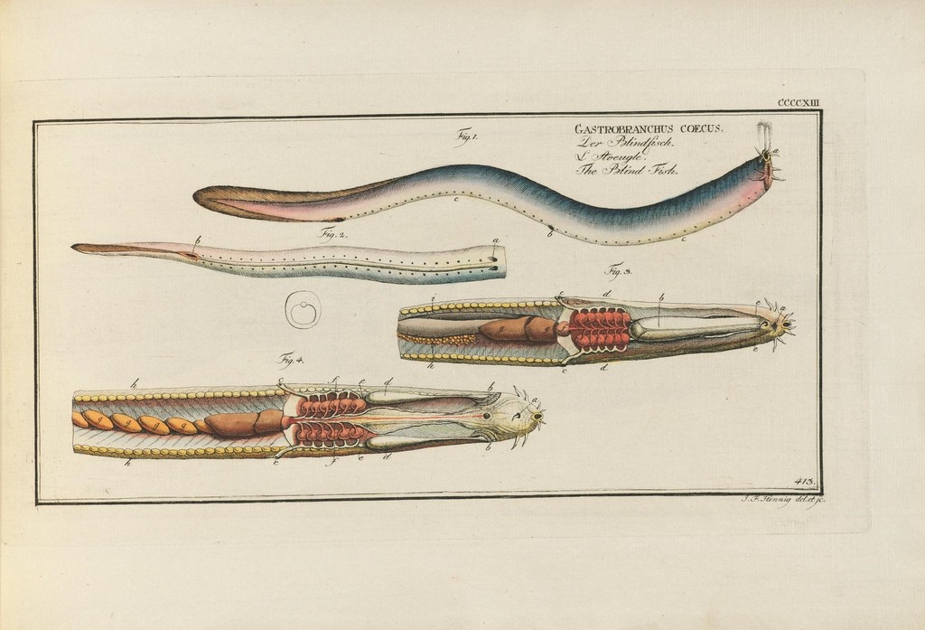 (Myxine) - Marine Life Identification