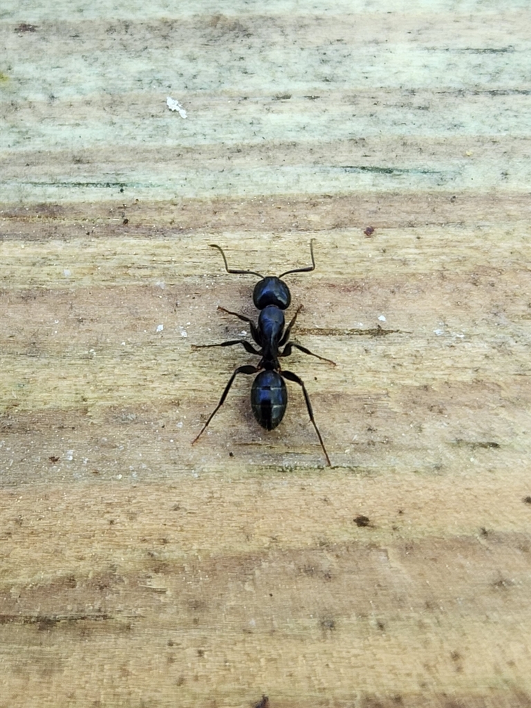 Nearctic Carpenter Ant from Hopkins, SC 29061, USA on March 24, 2023 at ...