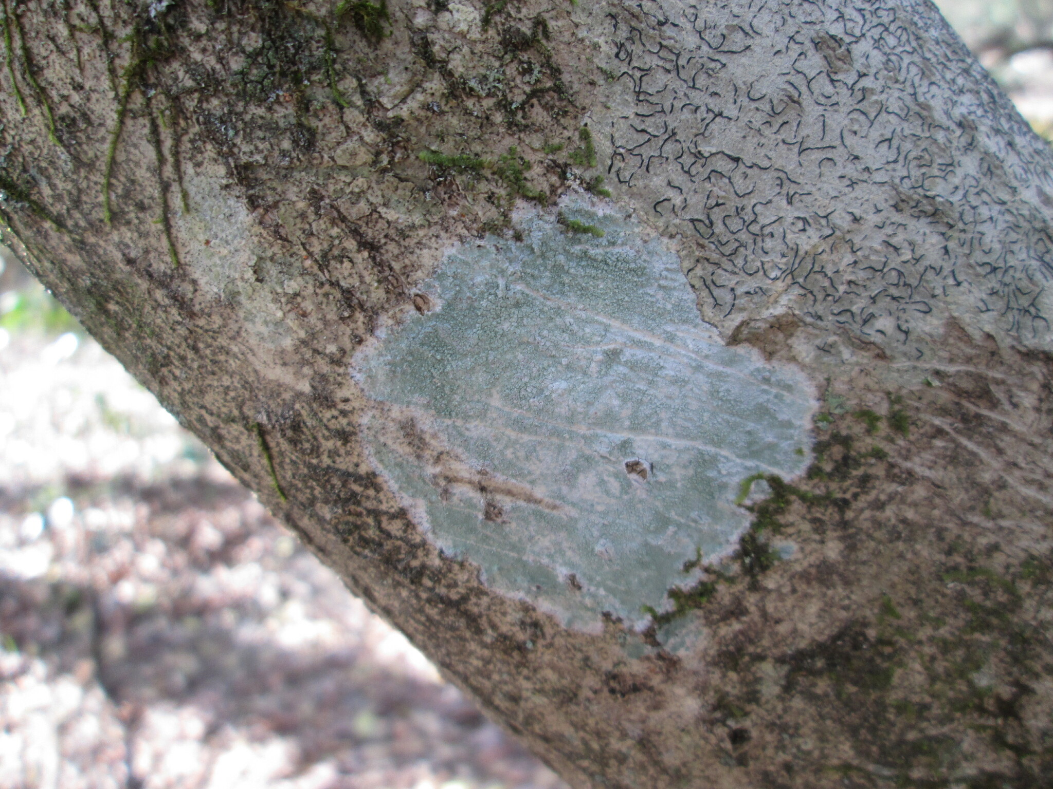 Cryptothecia striata G.Thor