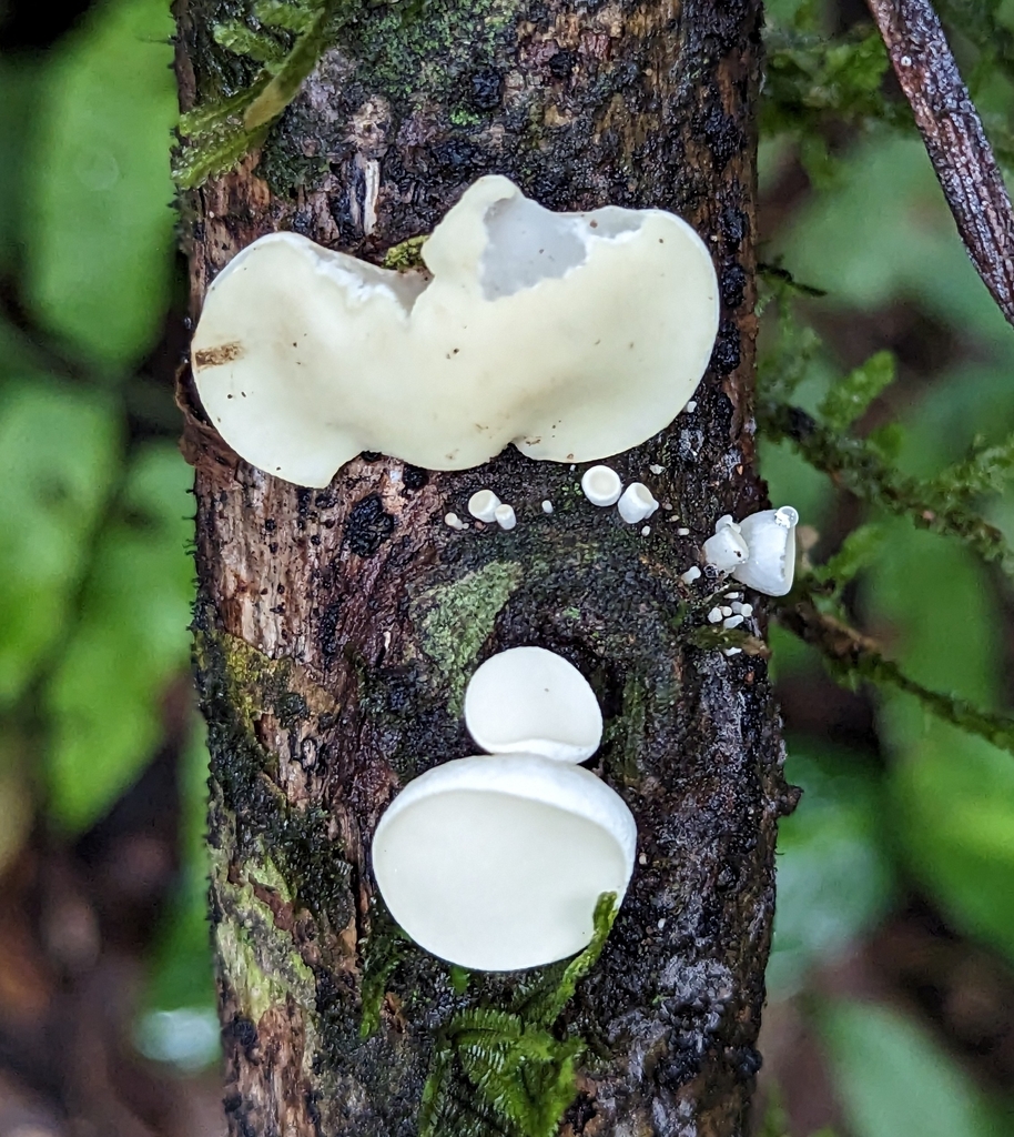 Phillipsia from Canelos, Ecuador on March 24, 2023 at 04:45 PM by ...