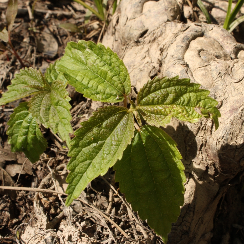 false nettle from Hopkins, SC 29061, USA on March 24, 2023 at 12:01 PM ...