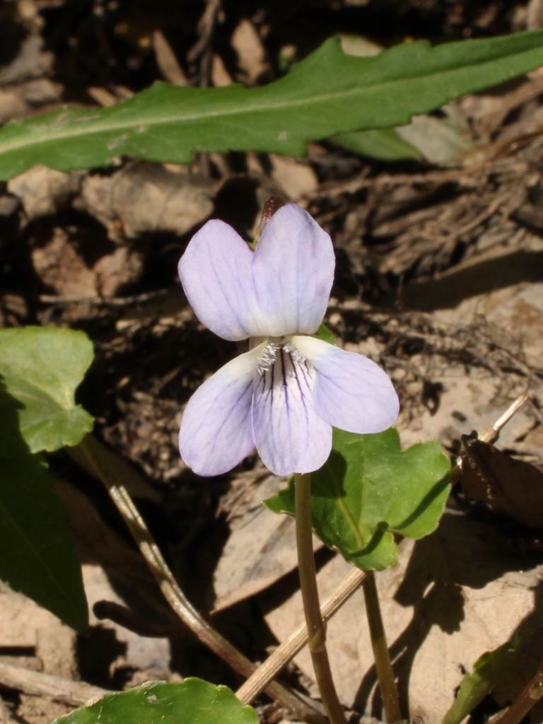 common blue violet from Hopkins, SC 29061, USA on March 24, 2023 at 11: ...