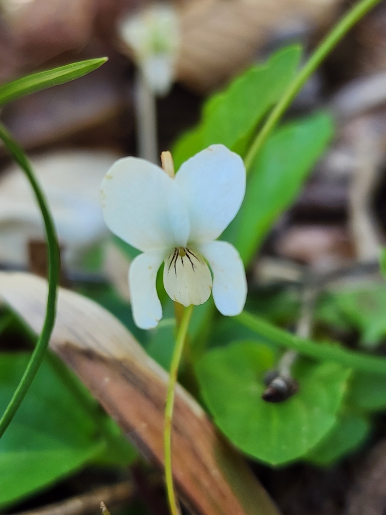 primrose-leaved violet from Hopkins, SC 29061, USA on March 24, 2023 at ...