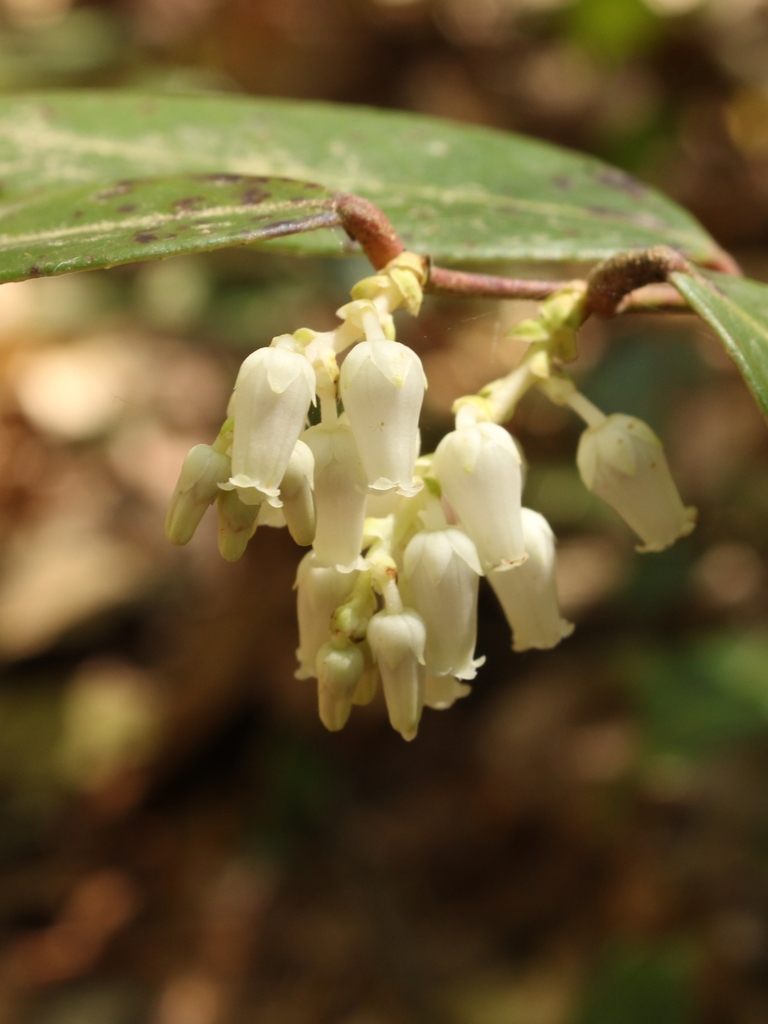Swamp Dog-laurel from Congaree National Park, South Carolina 29061, USA ...