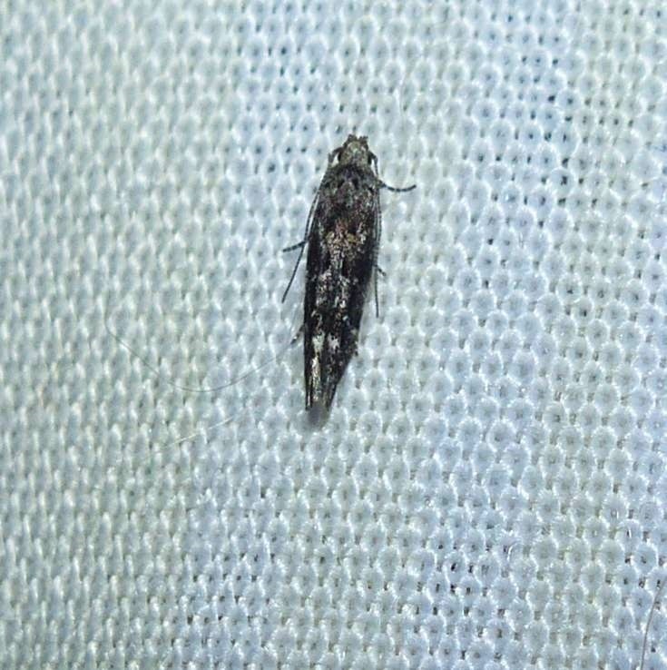 Curved-horn Moths from Rockcliffe - Manor Park, Ottawa, ON, Canada on ...