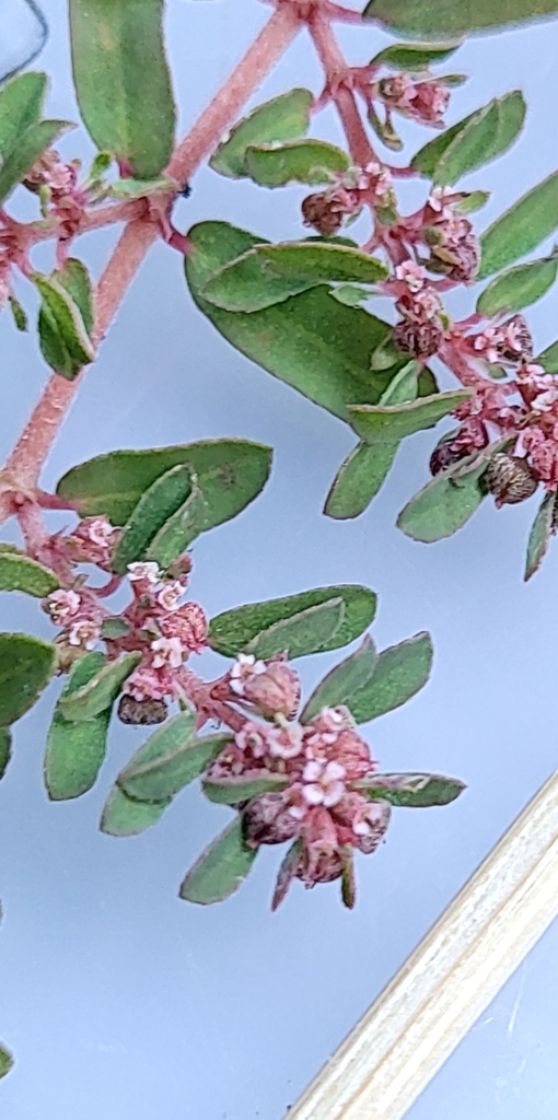 Red Caustic-creeper from Frankley Road (near 322), Ferndale, New ...
