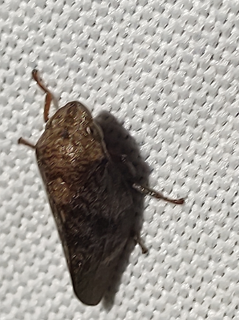 Cephisus from 30 - SH Grande Colorado Condomínio Mansões Colorado ...