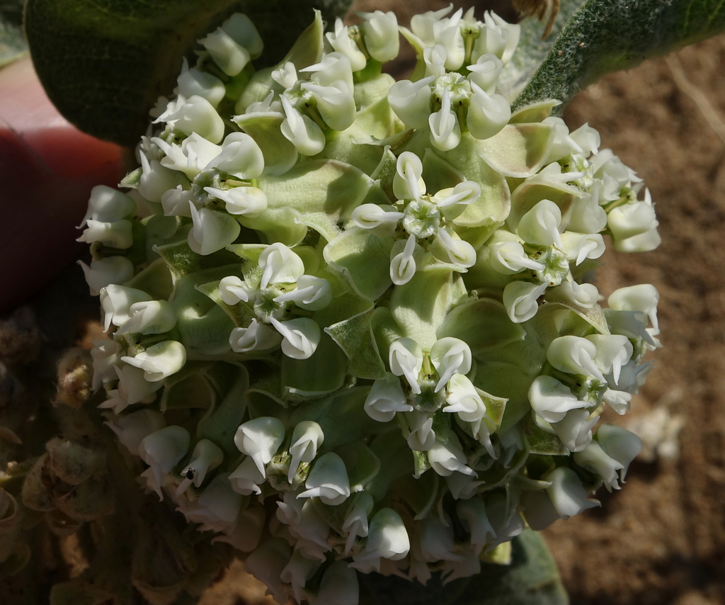 sand milkweed from Weld County, CO, USA on July 7, 2018 at 08:48 AM by ...