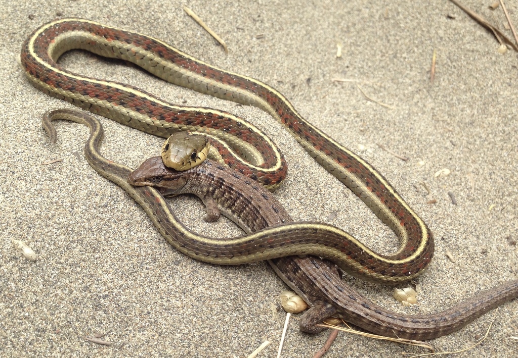 Coast Garter Snake from 95521, Arcata, CA, US on July 8, 2017 at 12:09 ...